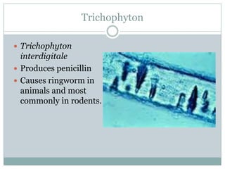 Fugi organisms[1] | PPT