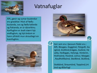 Fuglar | PPTX