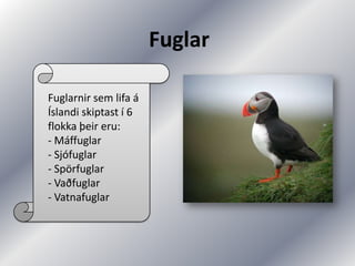 Fuglar | PPT