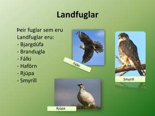 Fuglar | PPTX