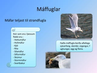 Fuglar | PPTX