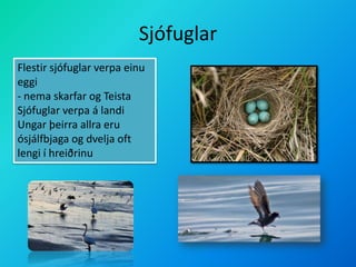 Fuglar | PPTX