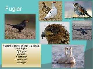 Fuglar | PPSX