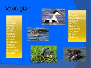 Fuglar | PPT