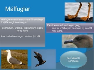 Fuglar | PPT