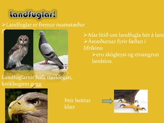 Fuglar | PPT