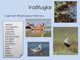 Fuglar - Karen Ósk | PPSX