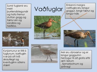 Fuglar - Karen Ósk | PPSX