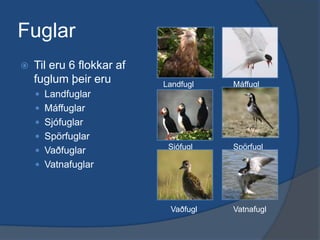 Fuglar viktor | PPT