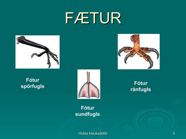 Fuglar | PPT
