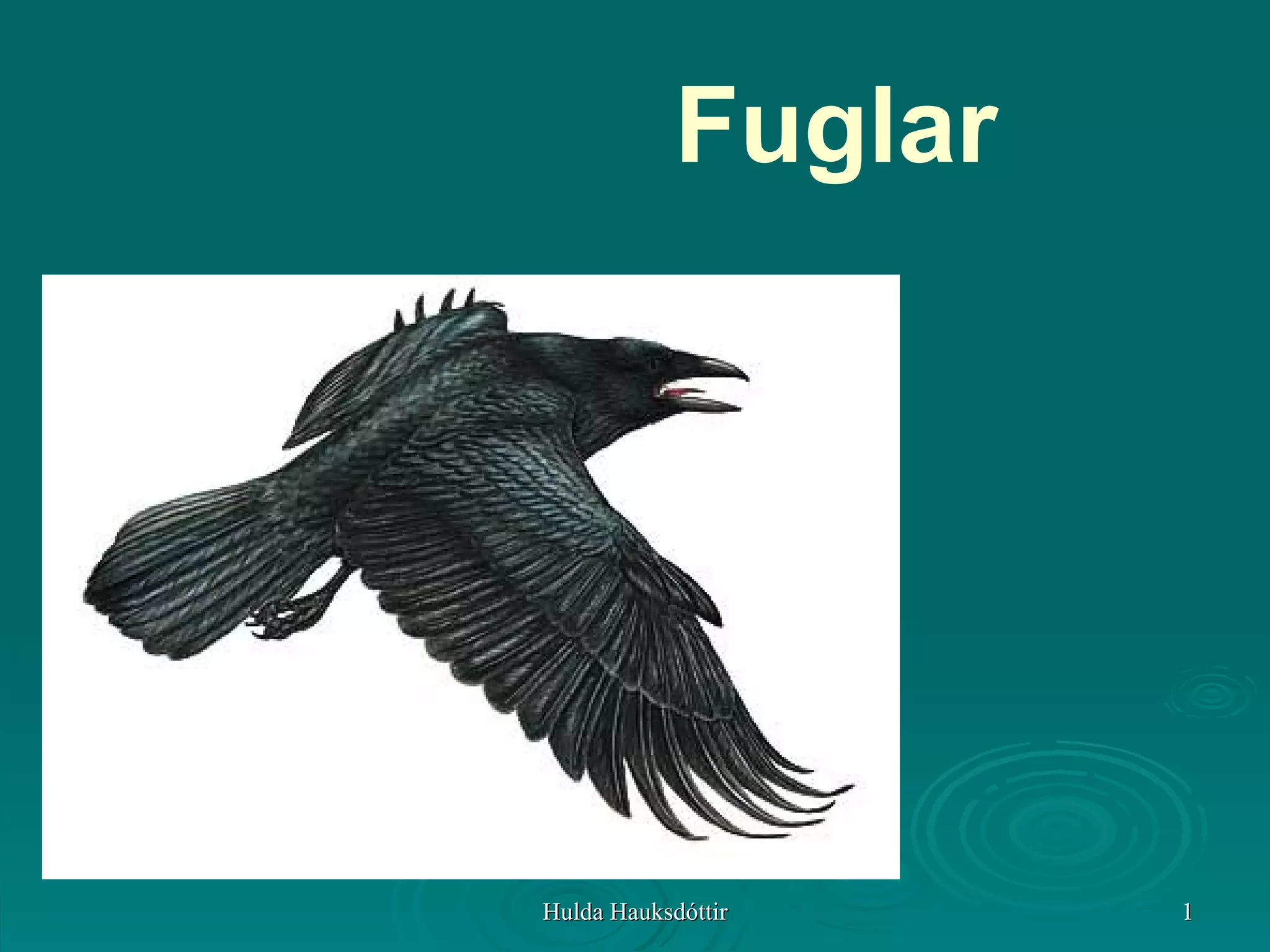Fuglar | PPT