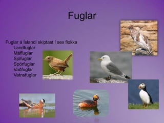 Fuglar-Khadija | PPT
