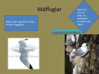 Fuglar rebekka | PPSX