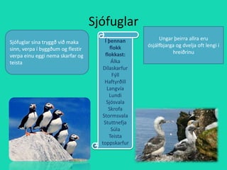 Fuglar rebekka | PPSX