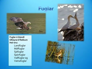 Fuglar | PPTX