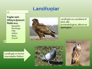 Fuglar | PPTX