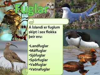 Fuglar | PPTX