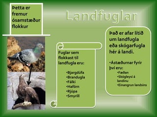 Fuglar | PPTX