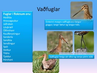 Fuglar | PPT