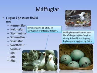 Fuglar | PPT