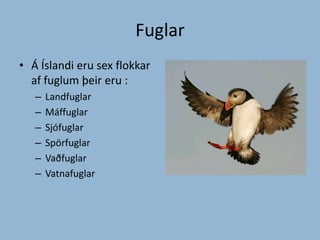 Fuglar_Villi | PPT