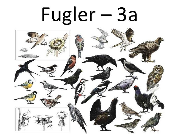 Fugler a