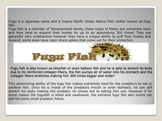 Fugu fish | PPTX | Fish and Aquariums | Pets