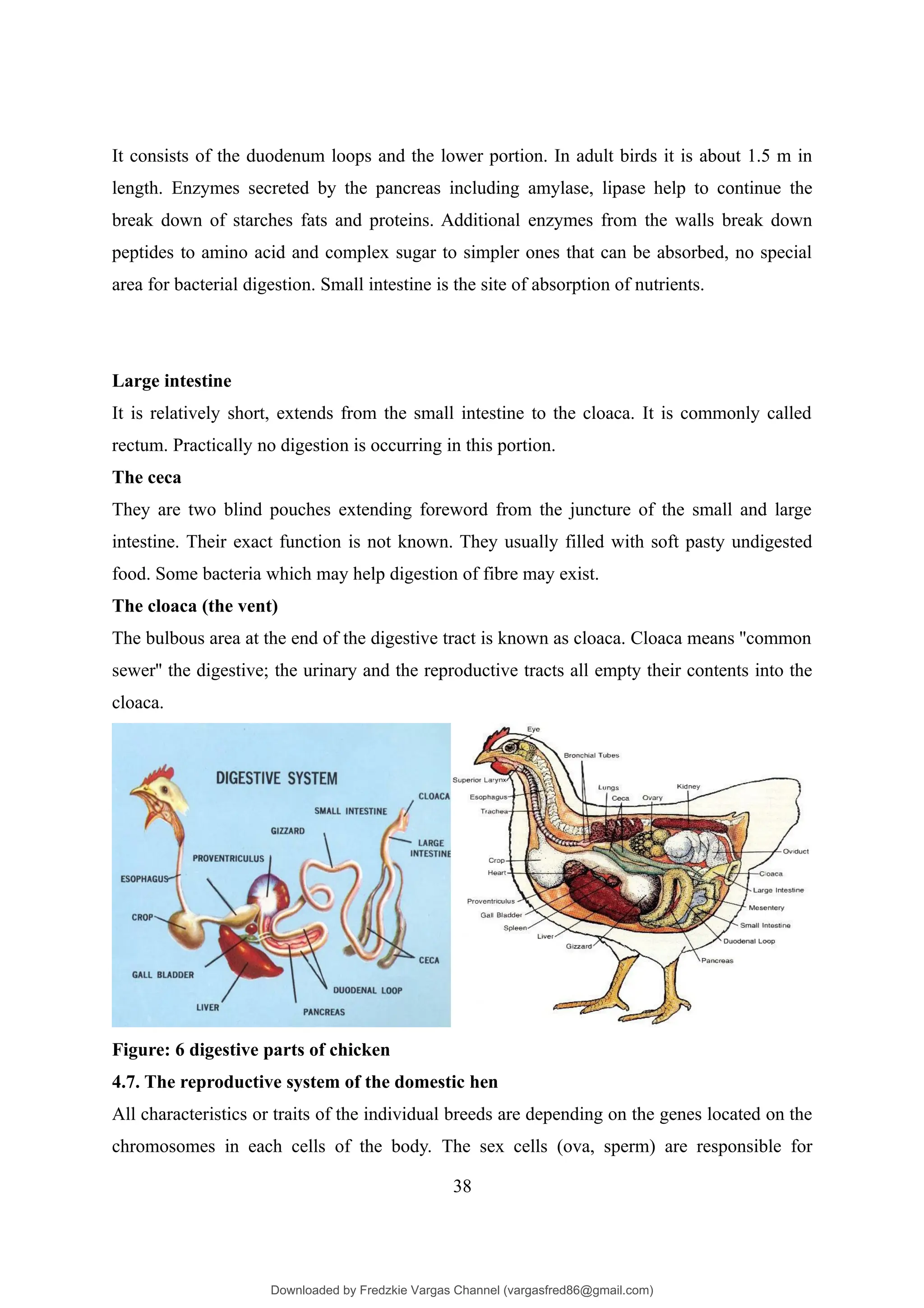 a goodosjv jkcdsdsjvfdbjlfblkbn full-handout-of-poultry.pdf