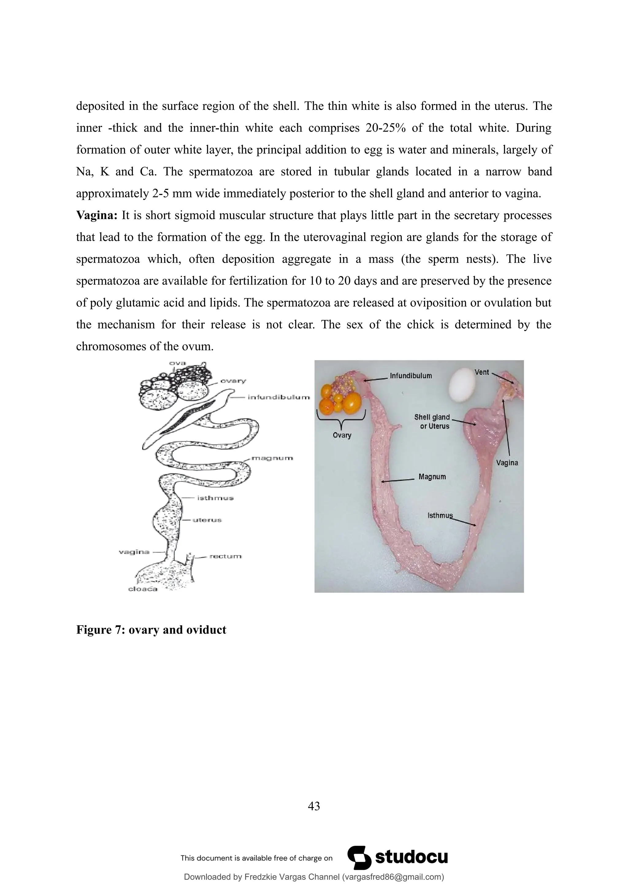 a goodosjv jkcdsdsjvfdbjlfblkbn full-handout-of-poultry.pdf