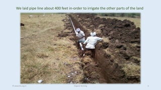 Full illustration organic paddy cultivation methods tts-presentation1 | PDF
