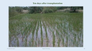 Full illustration organic paddy cultivation methods tts-presentation1 | PPT