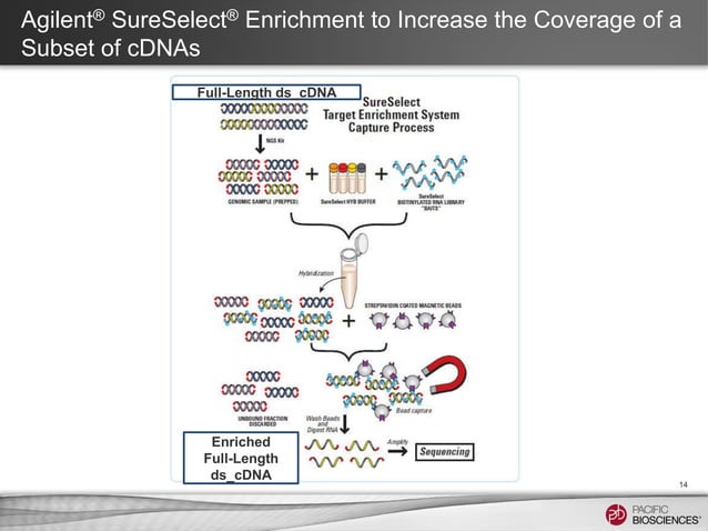Full-length cDNA Sequencing.pdf
