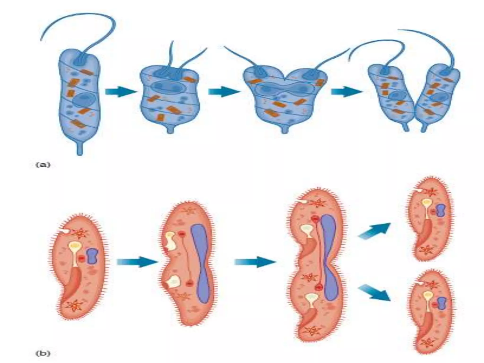 Full chapter 8 miller and harley, bsc | PPTX