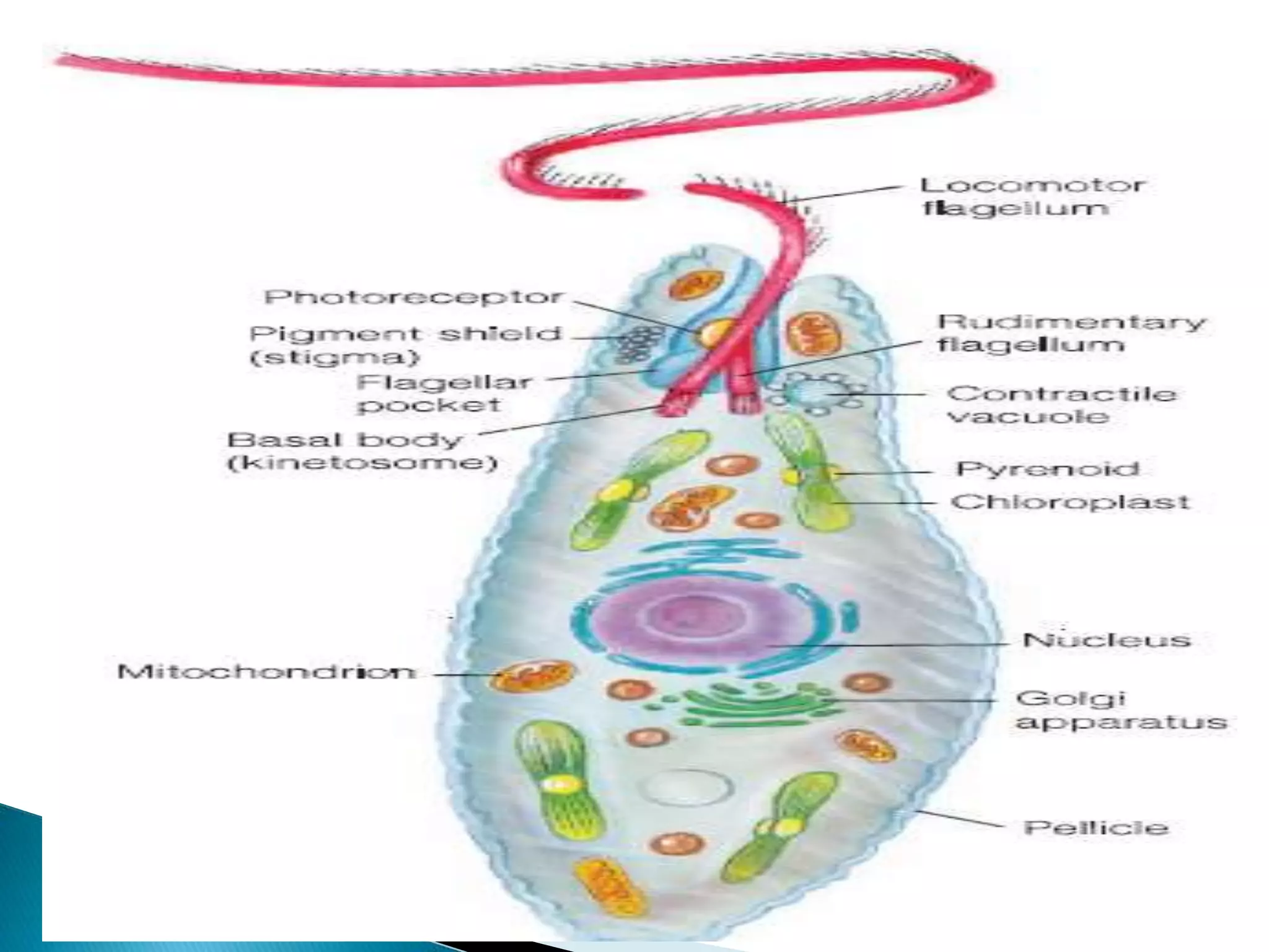 Full chapter 8 miller and harley, bsc | PPTX