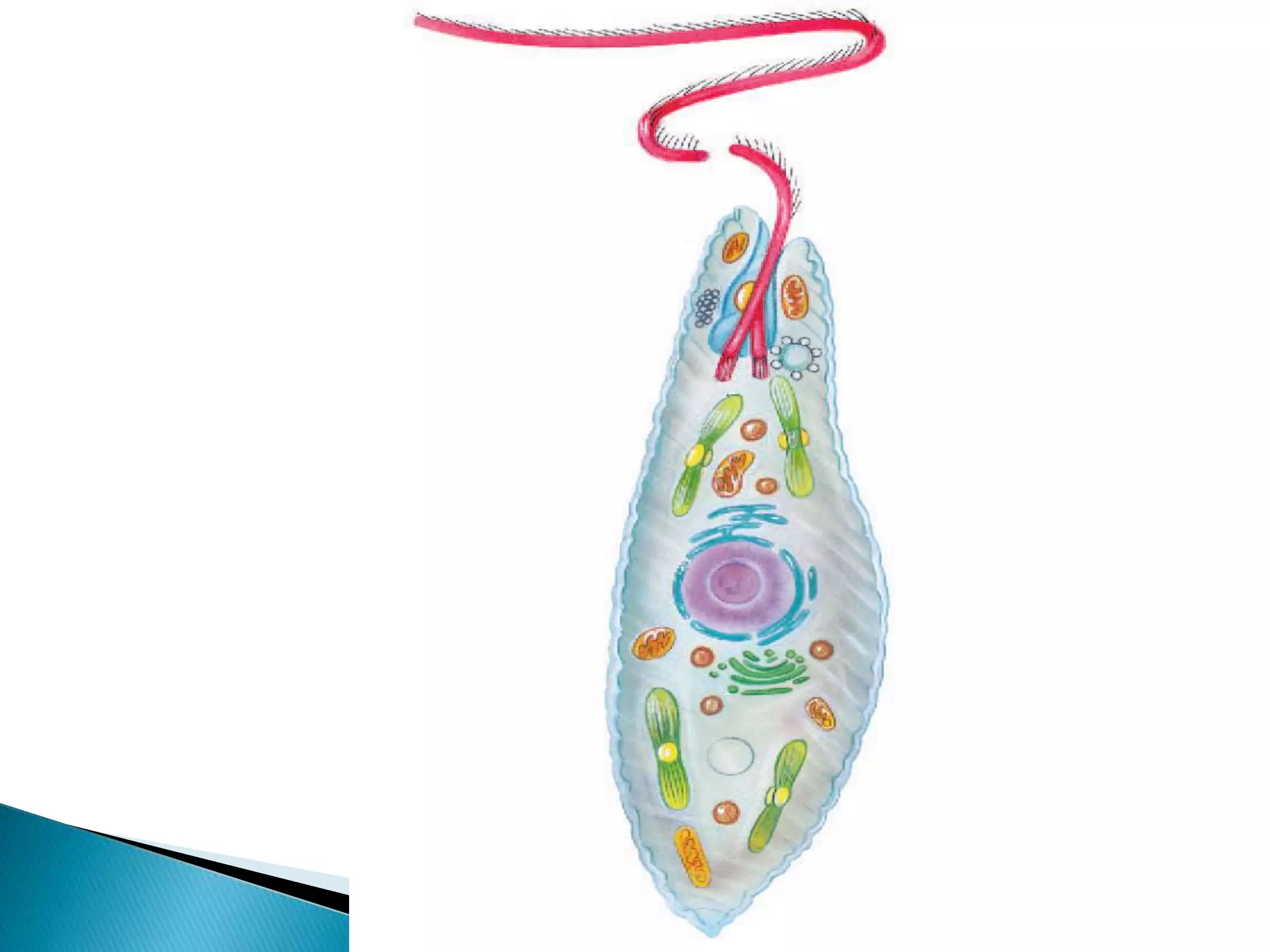 Full chapter 8 miller and harley, bsc | PPTX