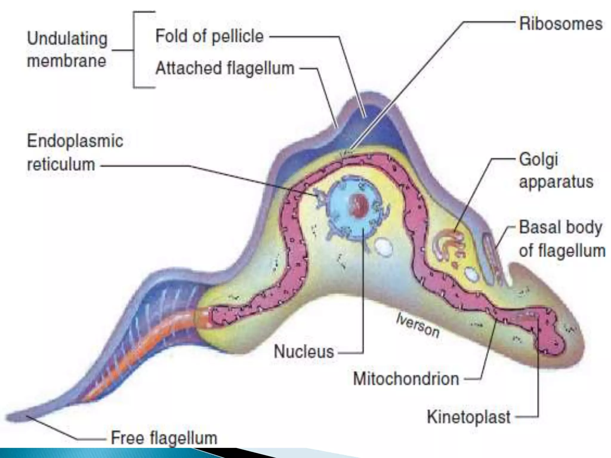 Full chapter 8 miller and harley, bsc | PPTX