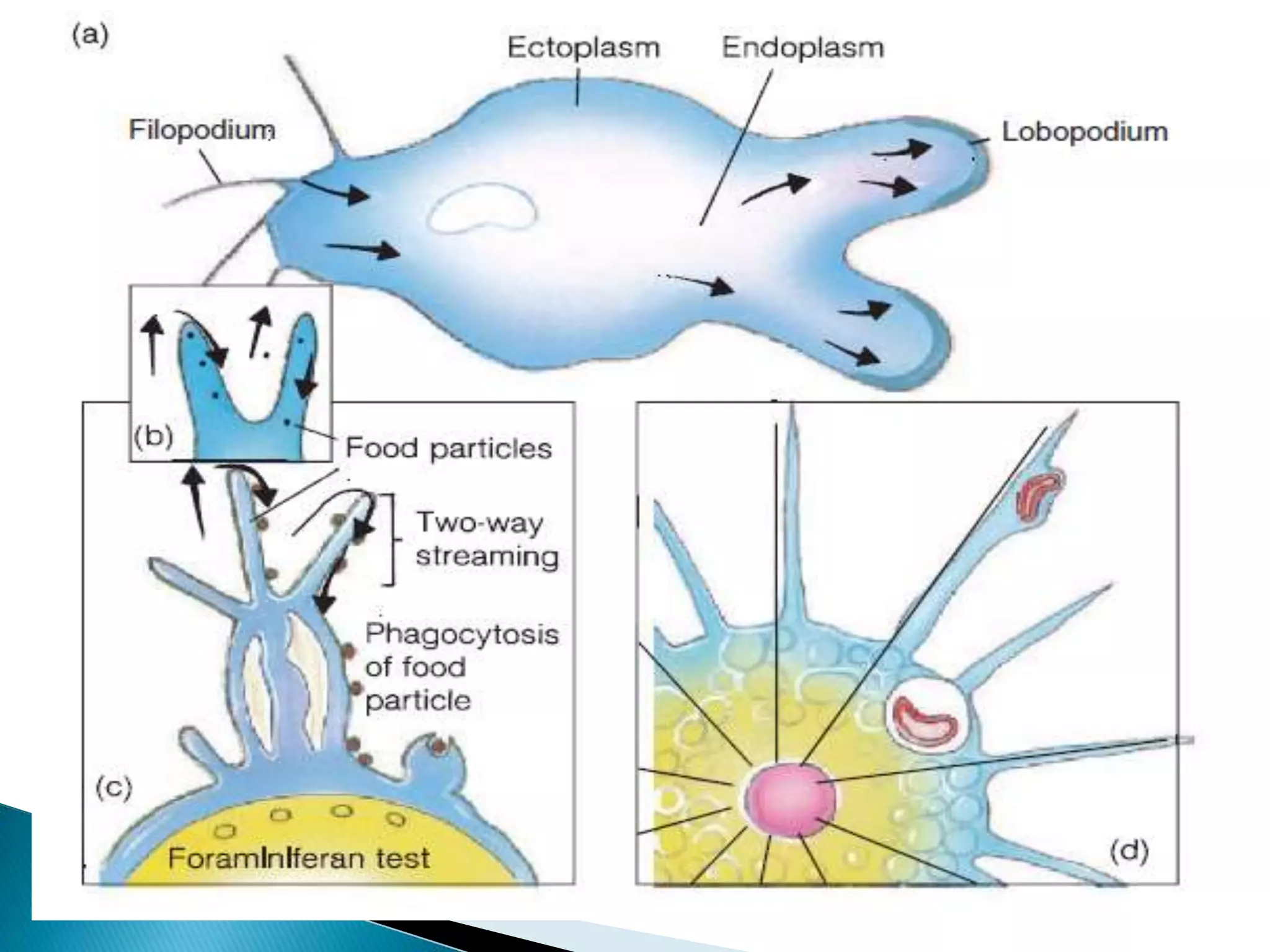 Full chapter 8 miller and harley, bsc | PPTX