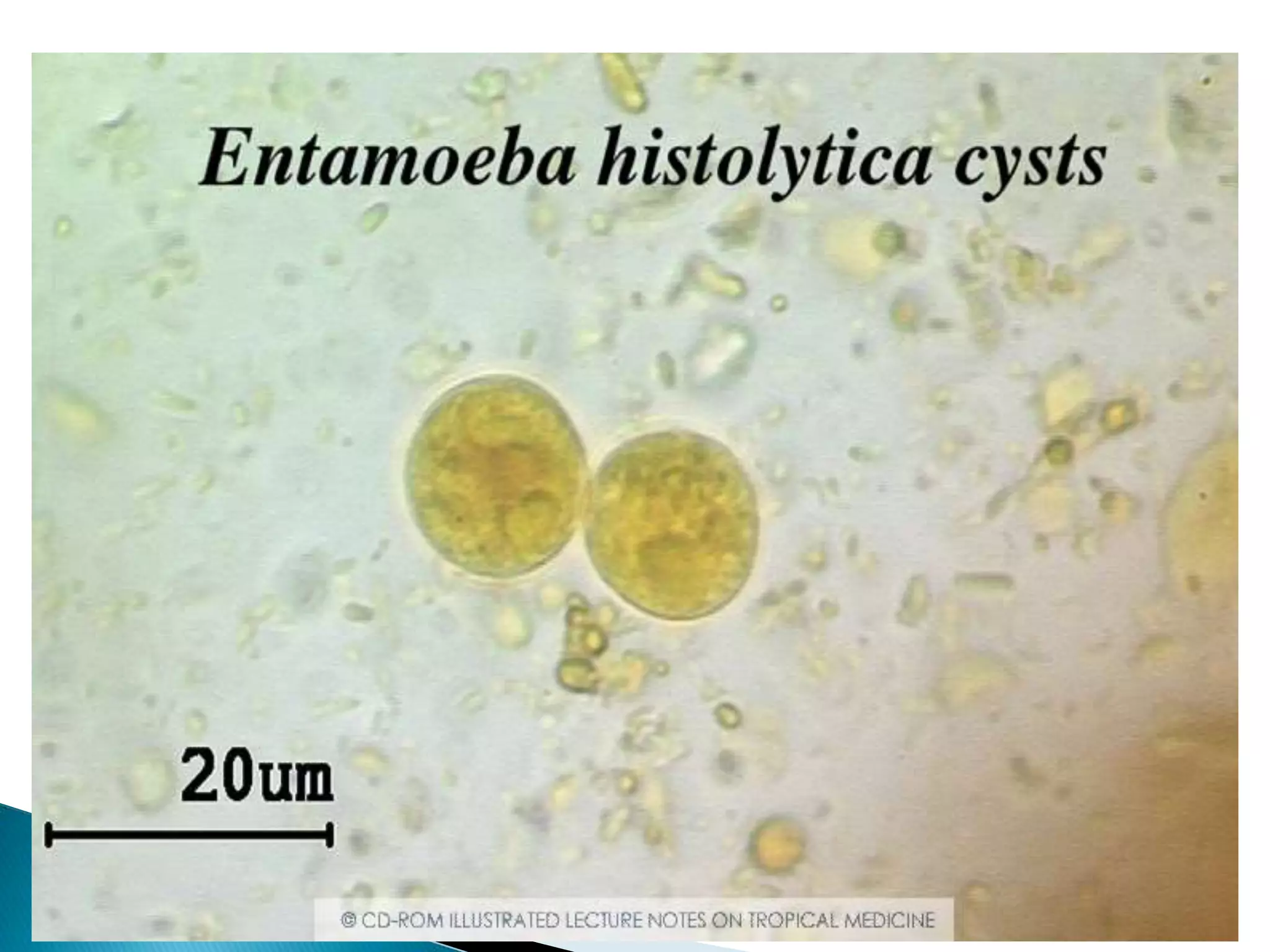 Full chapter 8 miller and harley, bsc | PPTX