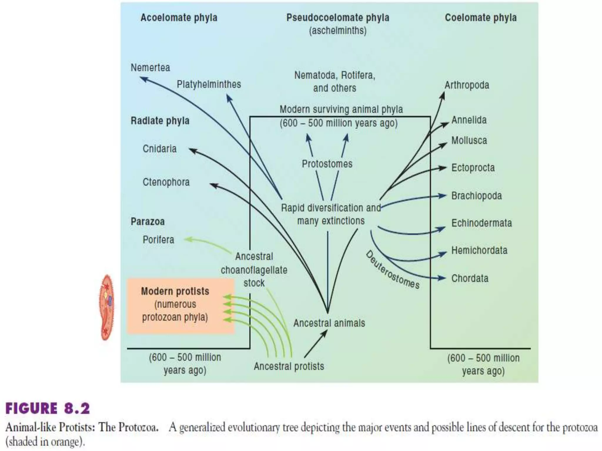Full chapter 8 miller and harley, bsc | PPTX