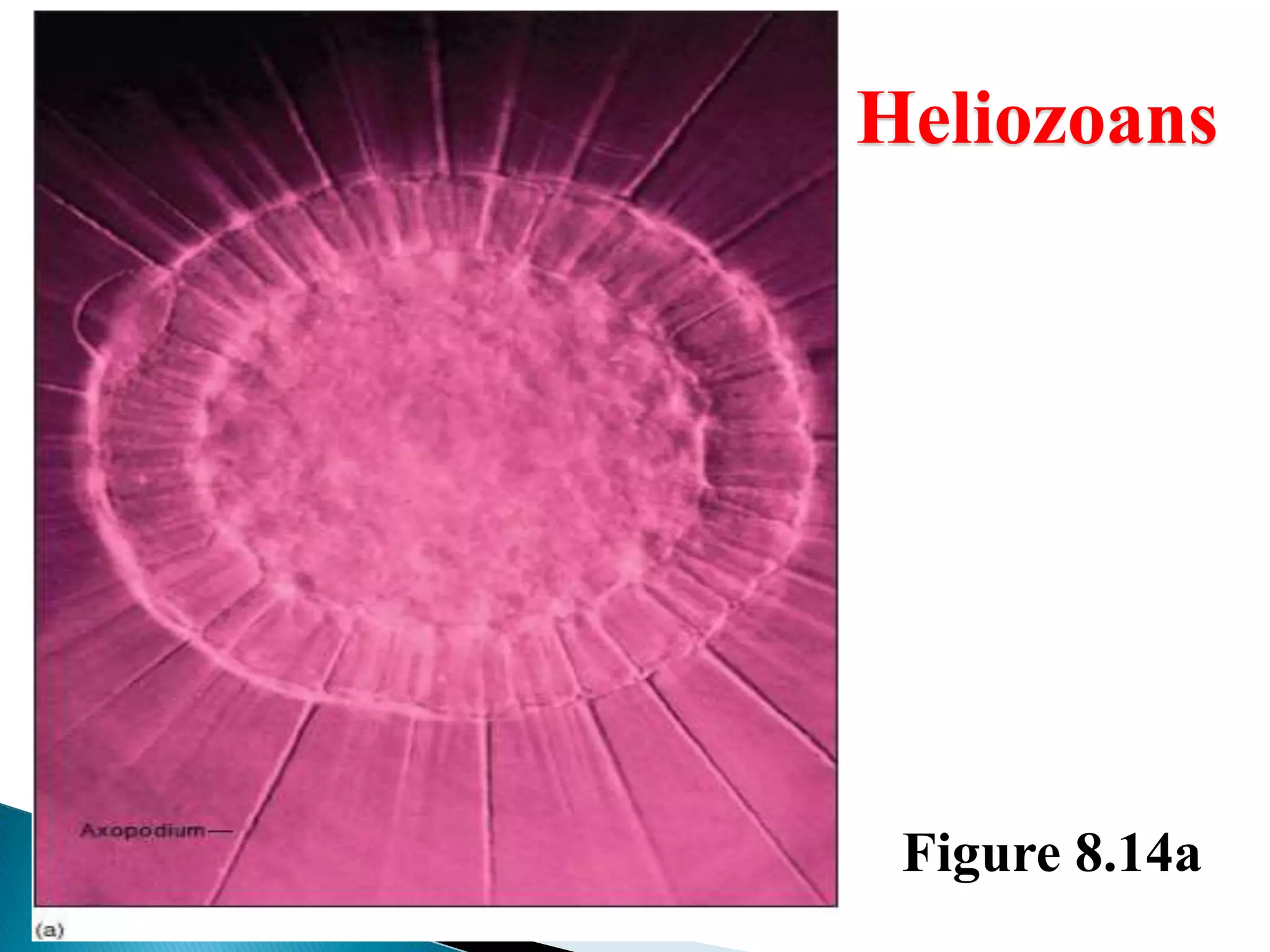 Full chapter 8 miller and harley, bsc | PPTX