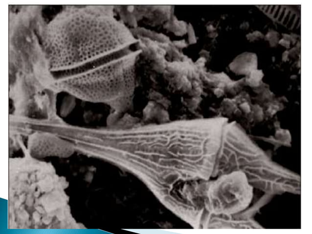 Full chapter 8 miller and harley, bsc | PPTX