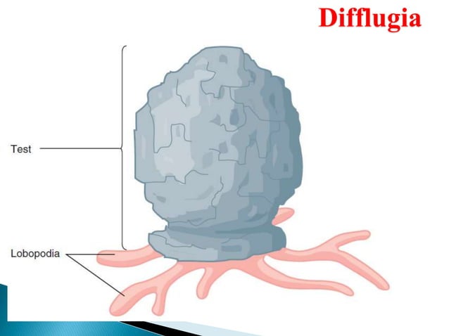 Full chapter 8 miller and harley, bsc | PPTX