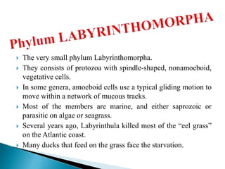 Phylum Labyrinthomorpha