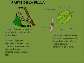 LES FULLES | PPT