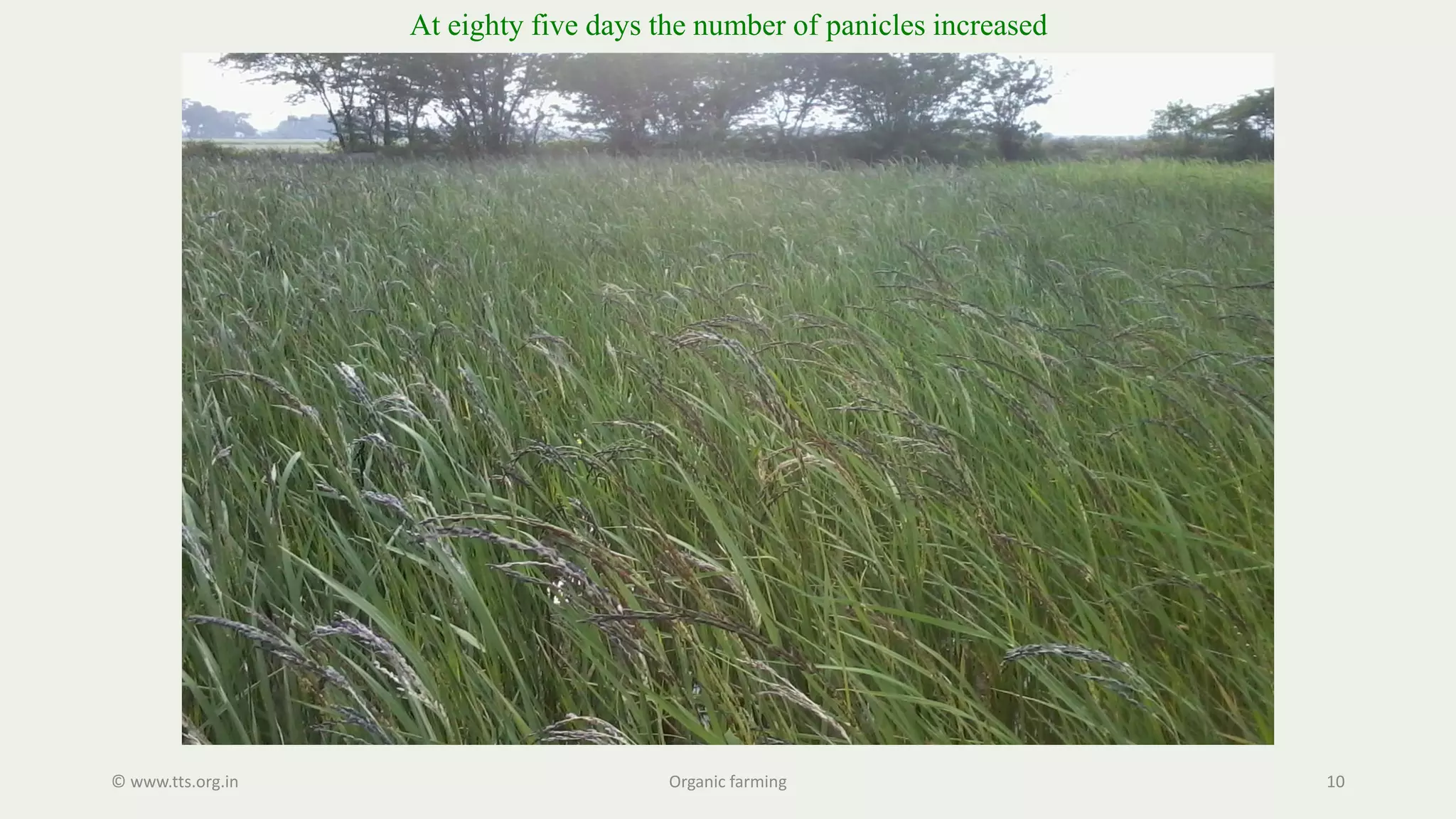 Full illustration organic paddy cultivation methods TTS presentation 3 ...