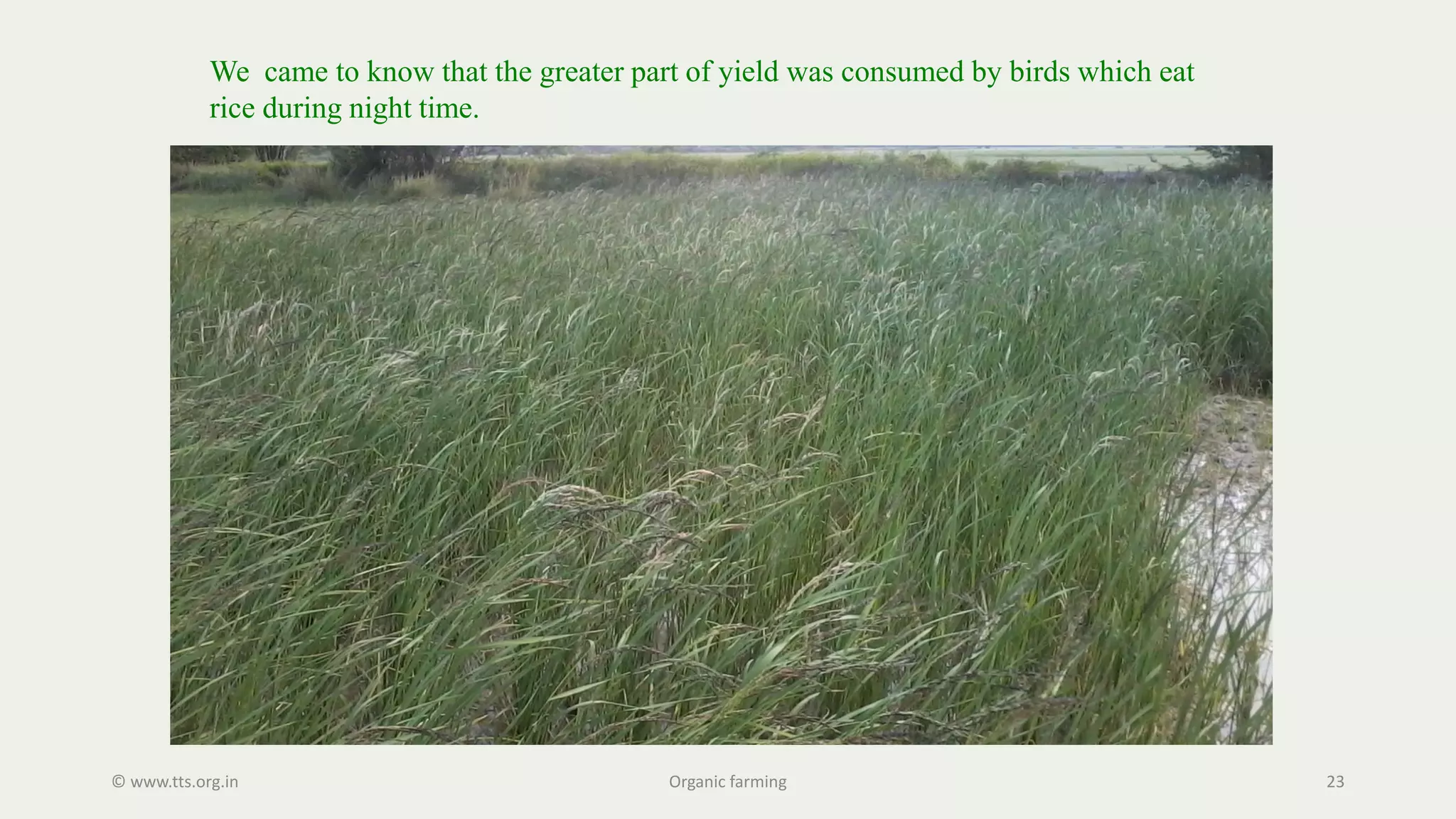 Full illustration organic paddy cultivation methods TTS presentation 3 ...