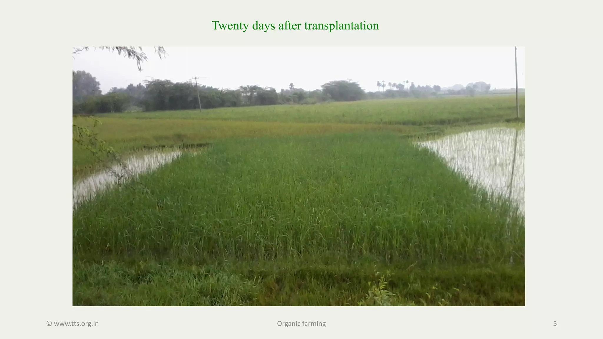 Full illustration organic paddy cultivation methods TTS presentation 3 | PPT