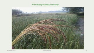 Full illustration organic paddy cultivation methods TTS presentation 3 ...