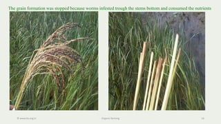 Full illustration organic paddy cultivation methods TTS presentation 3 ...