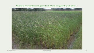 Full illustration organic paddy cultivation methods TTS presentation 3 ...